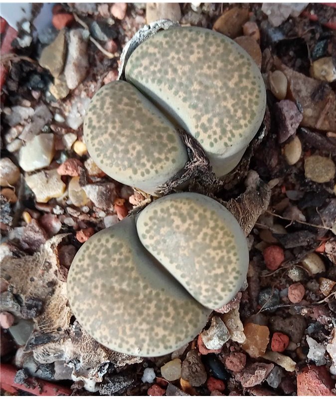 Lithops terricolor