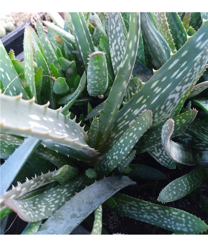 ALOE
