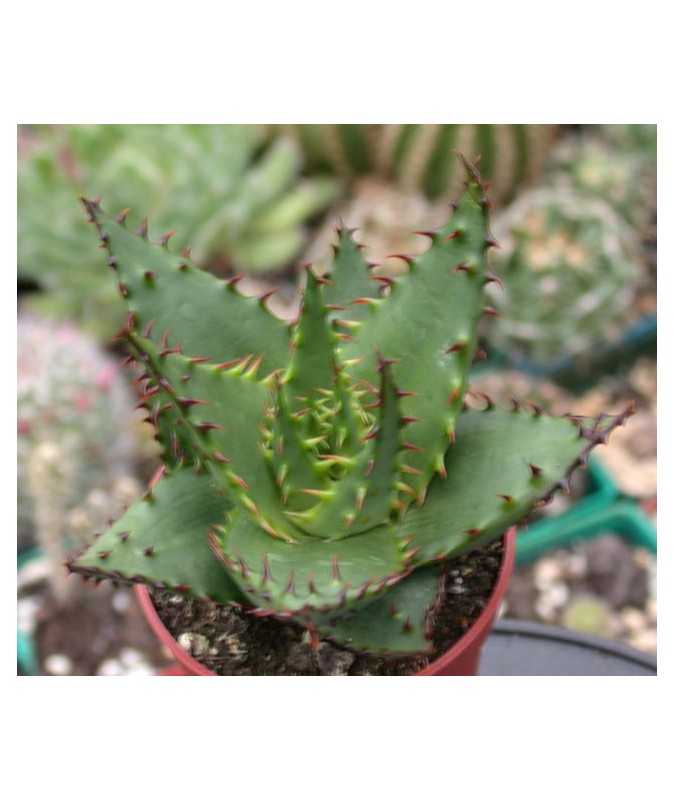 ALOE
