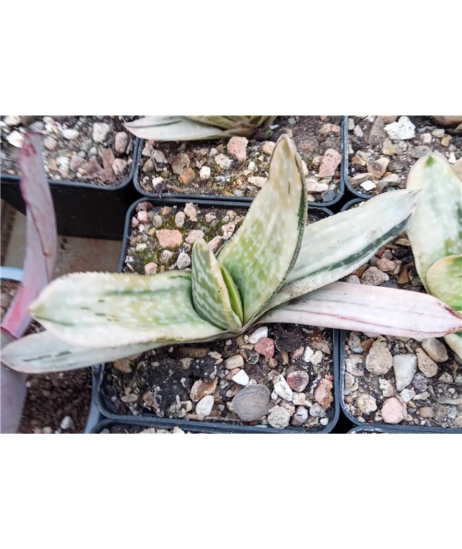 GASTERIA
