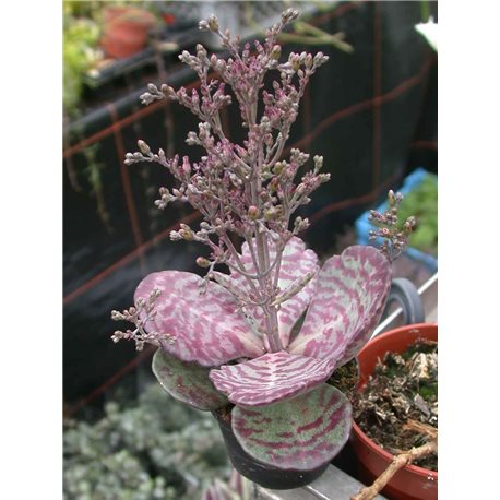 Kalanchoe humilis